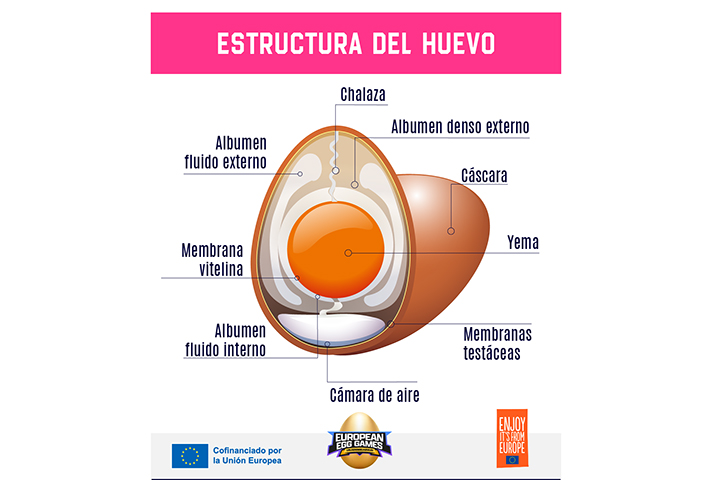 Consejos para conocer la frescura de los huevos de forma segura ...